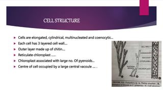Cladophora ppt..pptx