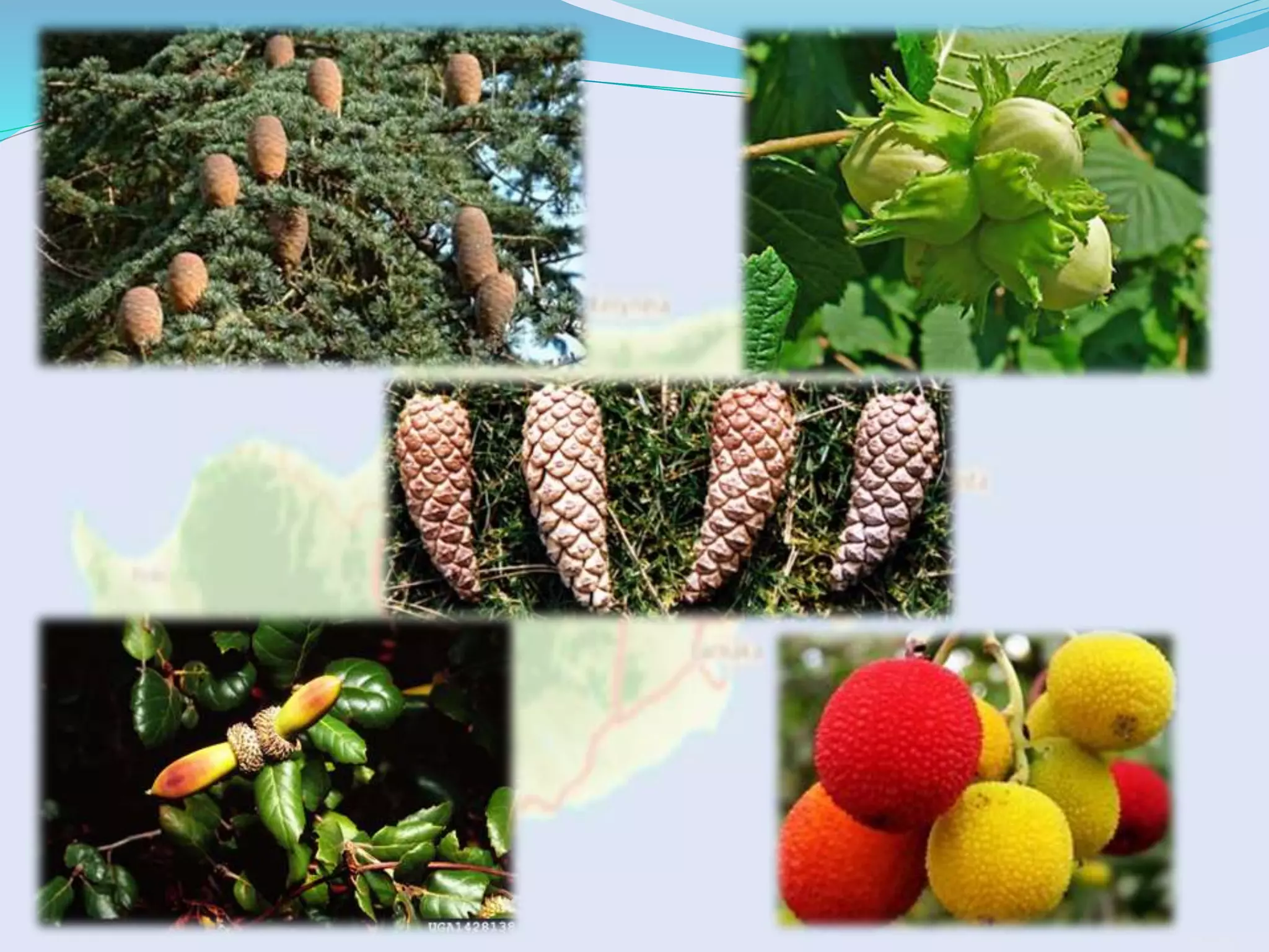 Claimet & vegetation of cyprus | PPSX
