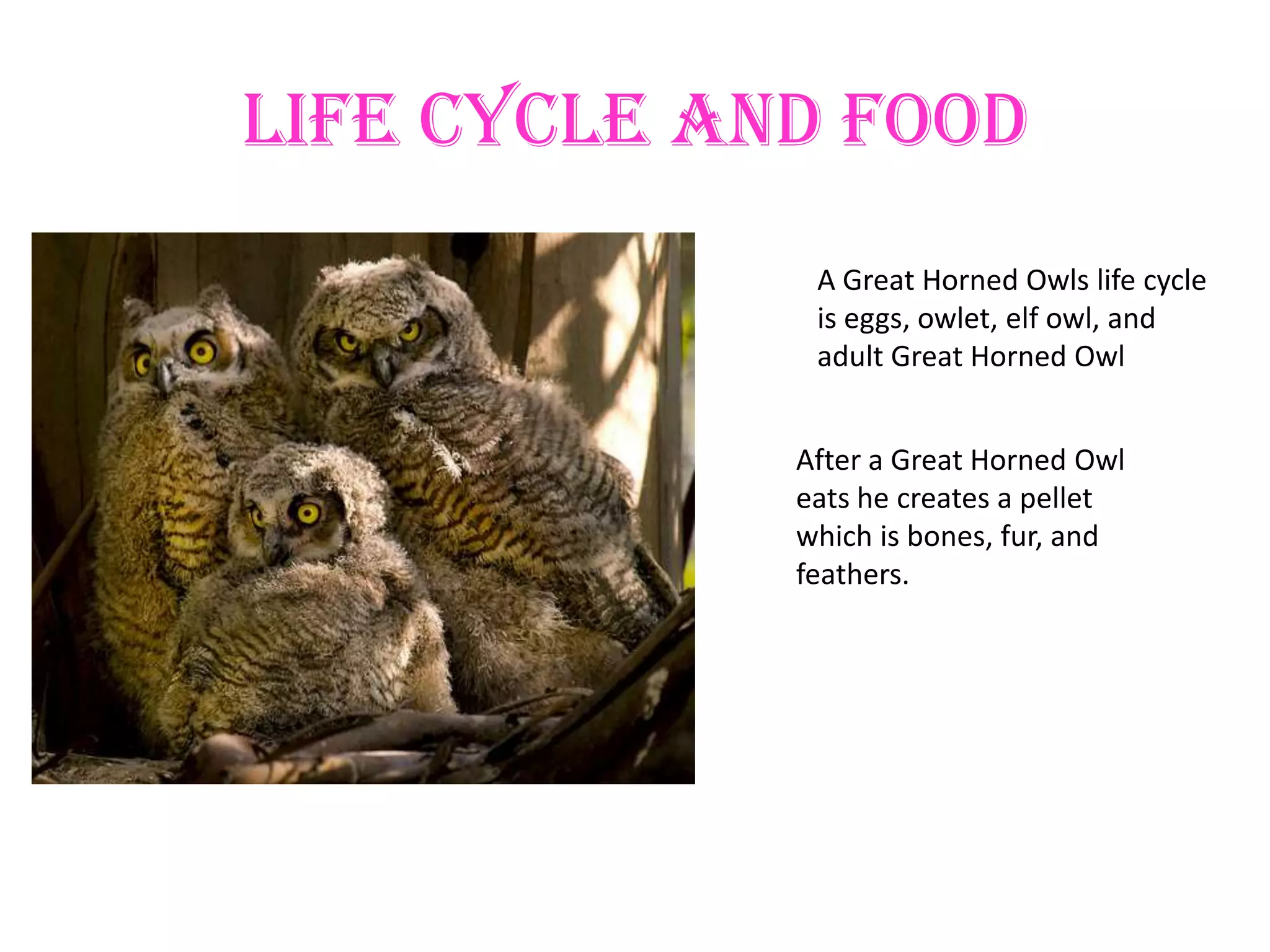 Claireb great horned owl | PPTX