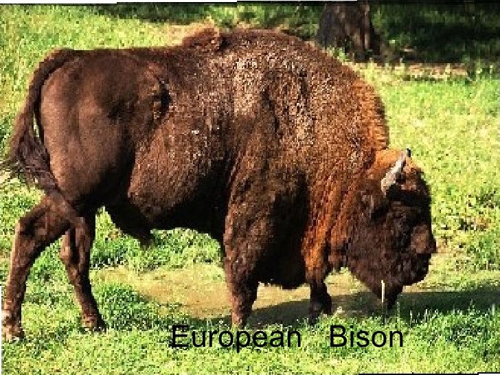 European Bison