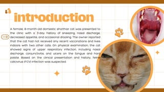 Feline calicivirus fcv presentation for vet students | PDF