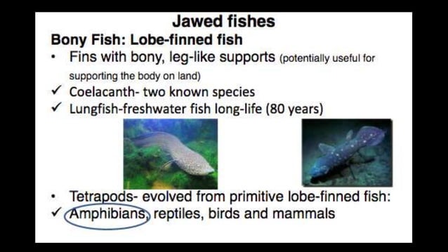 Anatomy & Physiology - Giant Clam & fish