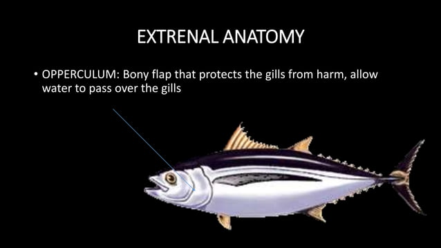 Anatomy & Physiology - Giant Clam & fish