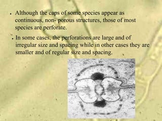 Clamp connectins | PPTX