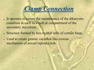 Clamp connectins | PPTX