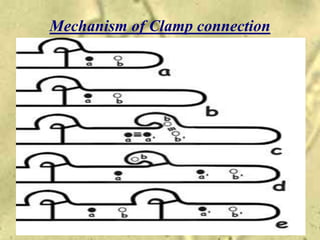 Clamp connectins | PPTX
