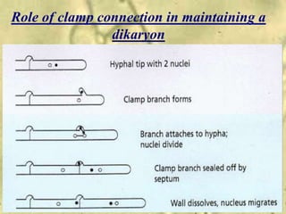 Clamp connectins | PPTX