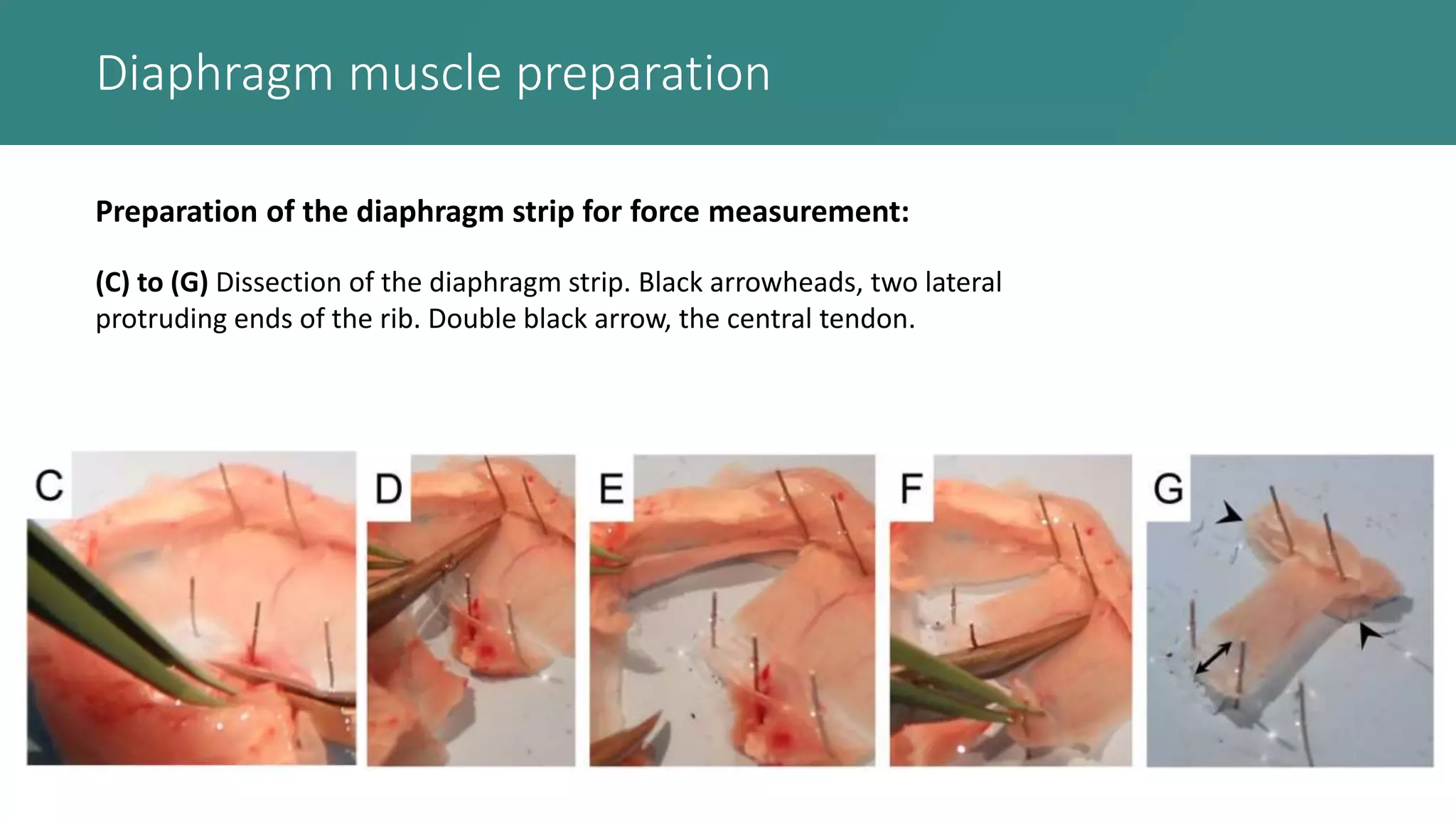An improved method for studying mouse diaphragm function | PPTX