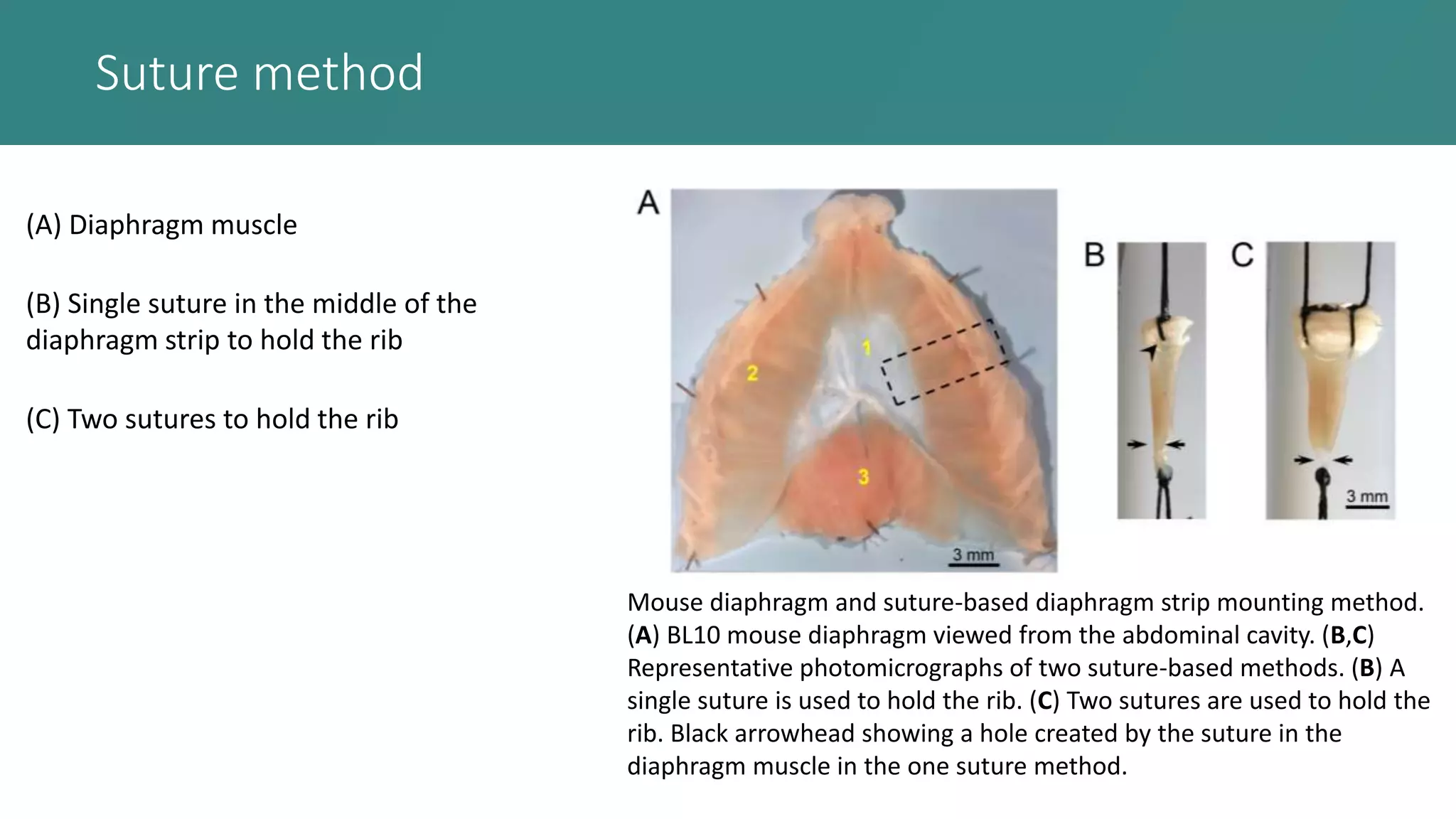 An improved method for studying mouse diaphragm function | PPTX