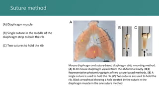 An improved method for studying mouse diaphragm function | PPTX | Lung ...