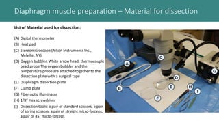 An improved method for studying mouse diaphragm function | PPTX | Lung ...
