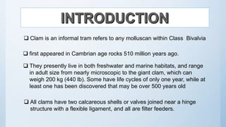 Clams | PPTX