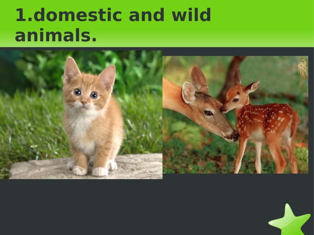 Animals presentation. Clara and Lucía. | ODP