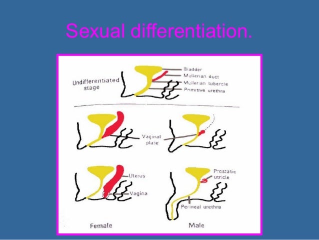 Clarifying Ambiguous Genitalia