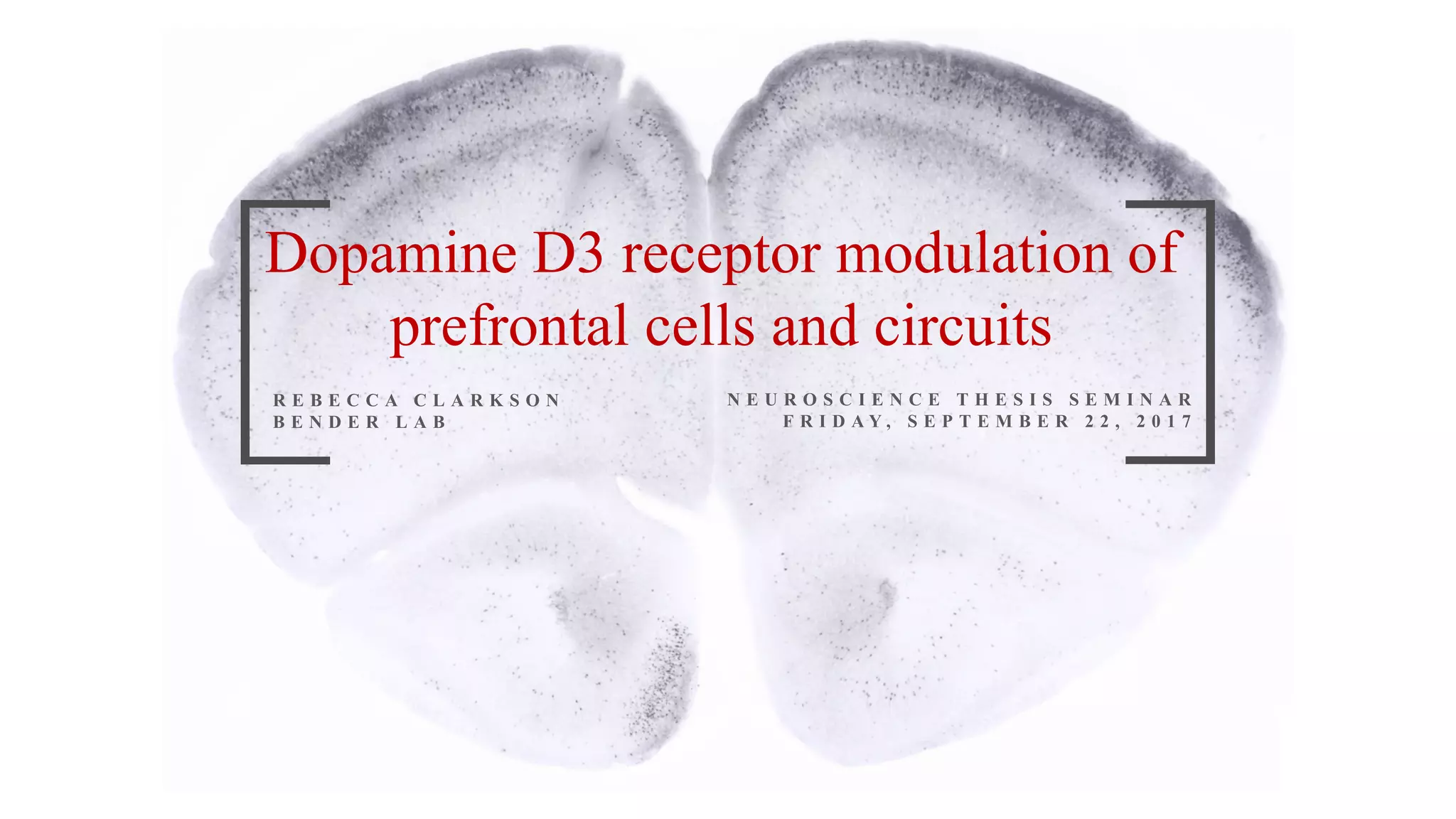 Dopamine D3 receptor modulation of prefrontal cells and circuits | PPT