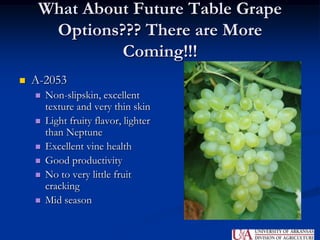 Table Grape Production and Varieties, by John R. Clark | PPTX