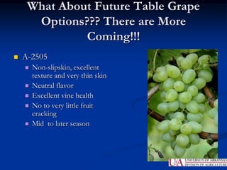 Table Grape Production and Varieties, by John R. Clark | PPT