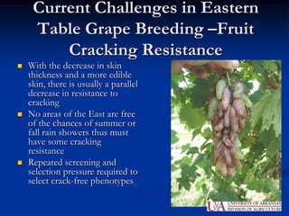Table Grape Production and Varieties, by John R. Clark | PPTX