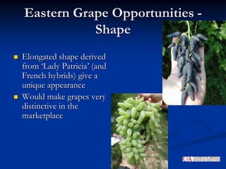 Table Grape Production and Varieties, by John R. Clark | PPT