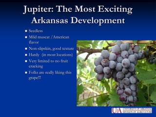 Table Grape Production and Varieties, by John R. Clark | PPTX