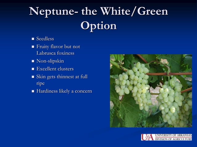 Table Grape Production and Varieties, by John R. Clark | PPT