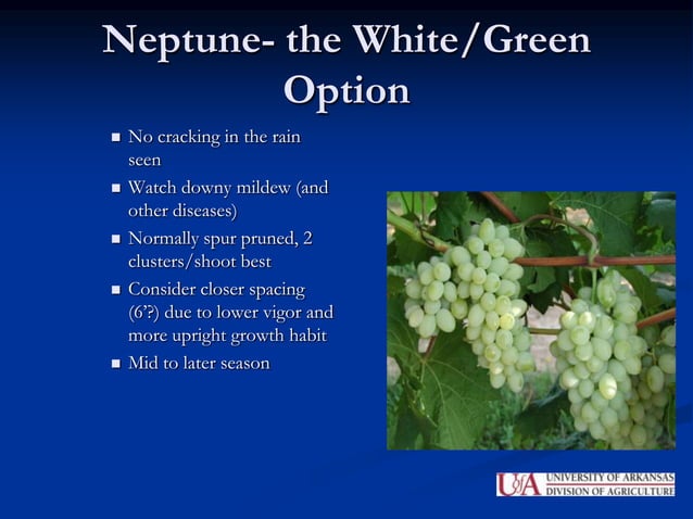 Table Grape Production and Varieties, by John R. Clark | PPT