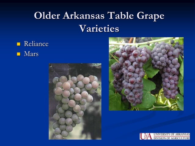 Table Grape Production and Varieties, by John R. Clark | PPT