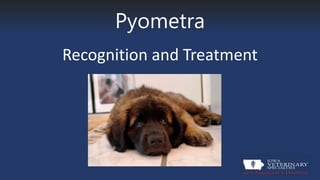 Pyometra | PPTX
