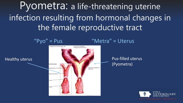 Pyometra | PPT