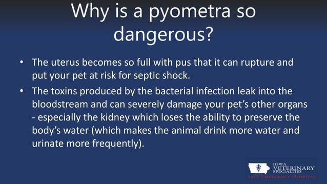 Pyometra | PPT