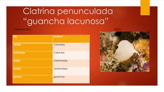 Clartina pedunculada | PPTX