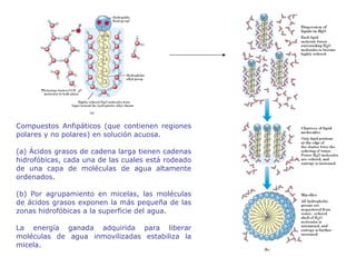 Clase 1 Fisico Quimica De La CéLula | PPT
