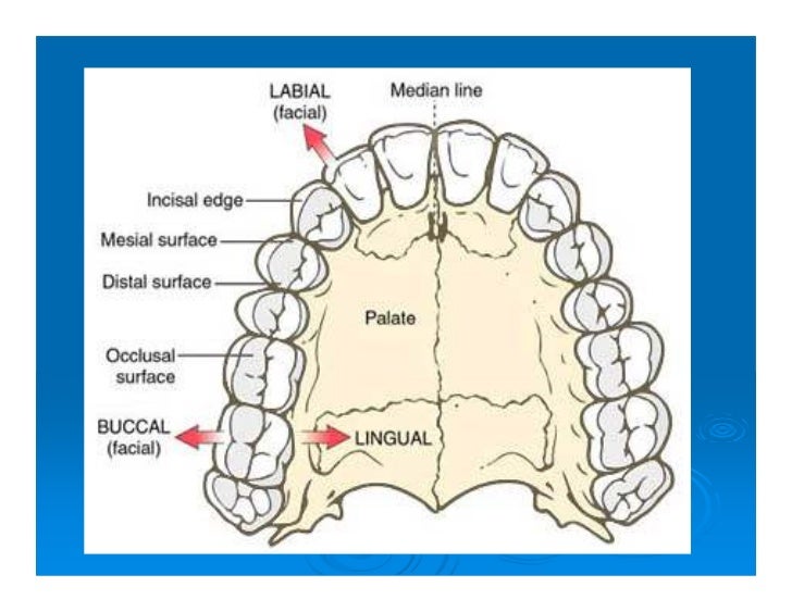 Clase 10 1 Arcos Dentarios