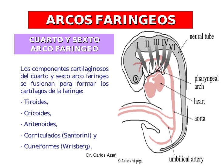 Clase 10 Genesis De Cabeza Y Cuello