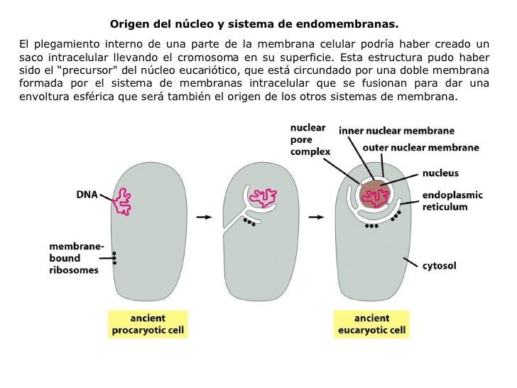 Sistema De Endomembranas