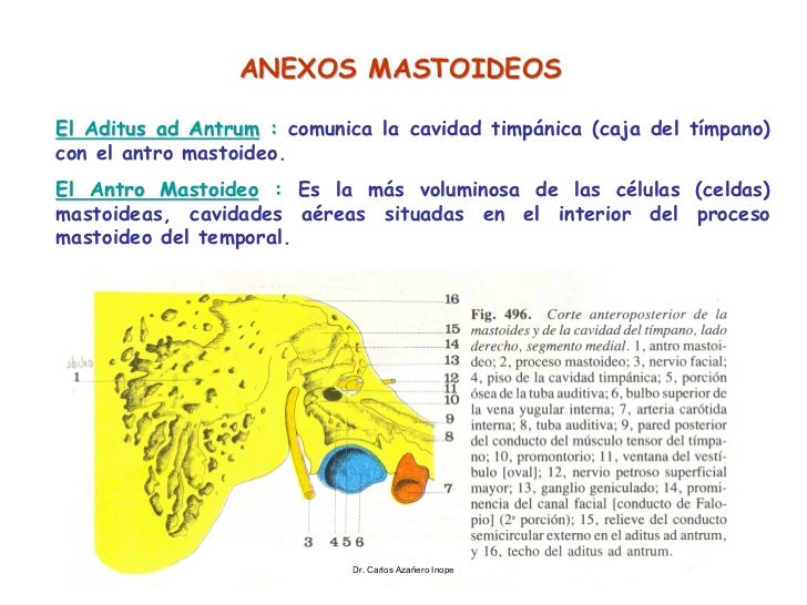 Clase 12 Oido