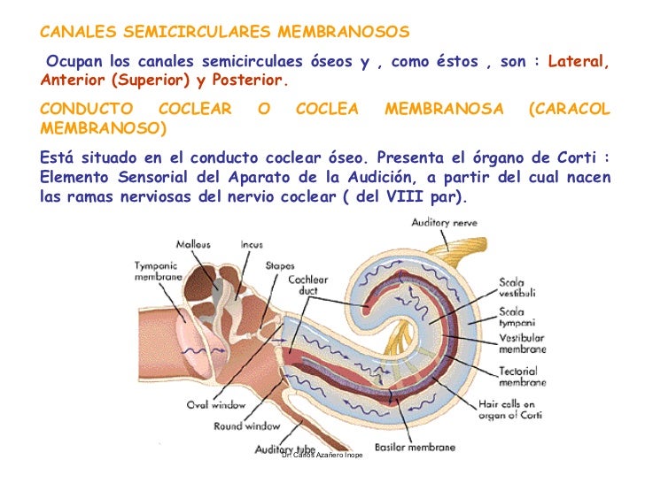 Clase 12 Oido