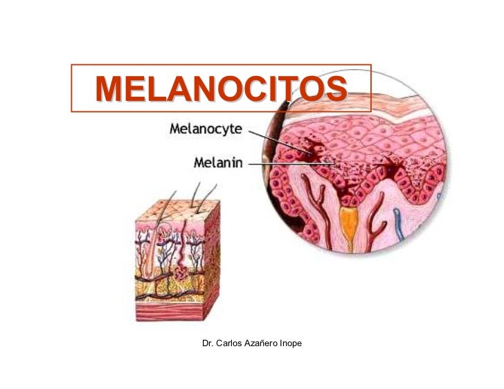 Clase 13 Sistema Tegumentario