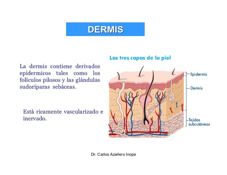 Clase 13 Sistema Tegumentario