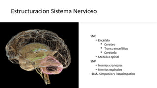 clase -2 repaso de neuroanatomia SNC.pptx