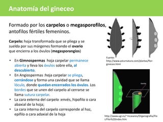 La importancia de la anatomía de la flor | PDF