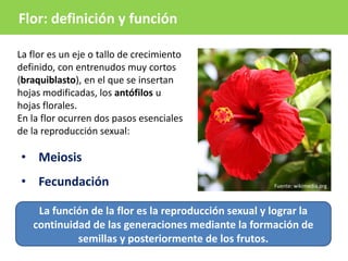 La importancia de la anatomía de la flor | PDF