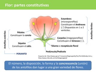 La importancia de la anatomía de la flor | PDF