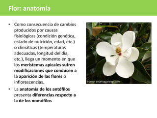 La importancia de la anatomía de la flor | PDF