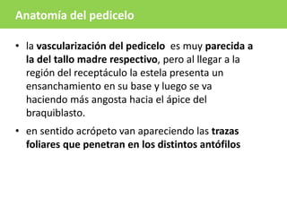 La importancia de la anatomía de la flor | PDF