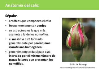 La importancia de la anatomía de la flor | PDF