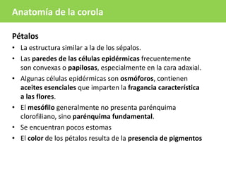 La importancia de la anatomía de la flor | PDF