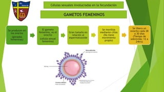 Clase-3-Séptimo-Fecundación..pdf