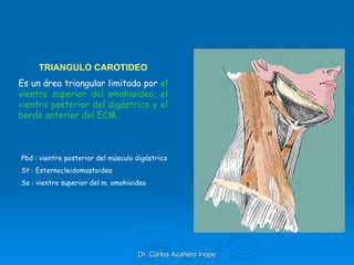 Contenuto Mnemonico Del Triangolo Carotideo