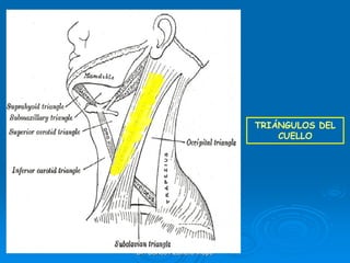 Contenuto Mnemonico Del Triangolo Carotideo